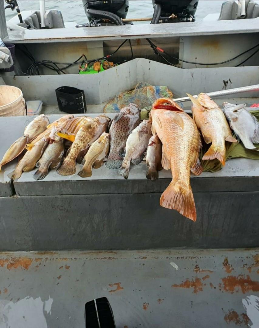 Tamban/ Chomek/Belanak/Octopus/Udang Pasir /fishing baits, Sports ...