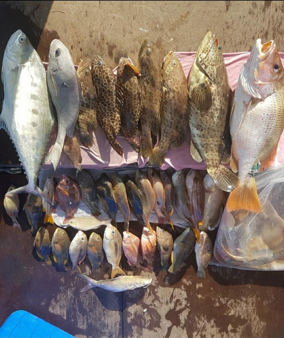 Tamban/ Chomek/Belanak/Octopus/Udang Pasir /fishing baits, Sports ...