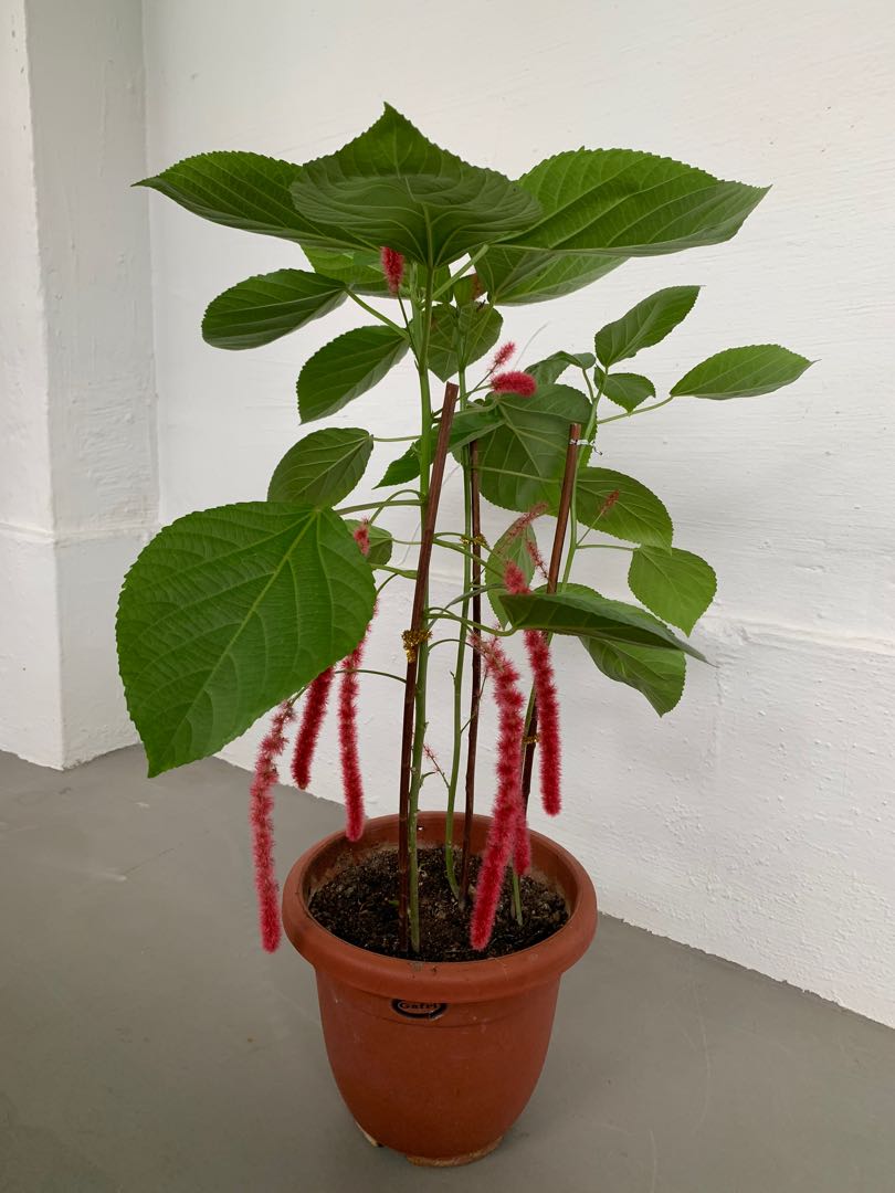 Acalypha Indica (Indian Copperleaf), Furniture & Home Living, Gardening ...