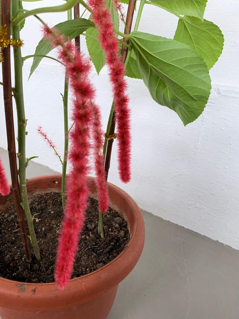 Acalypha Indica (Indian Copperleaf), Furniture & Home Living, Gardening ...