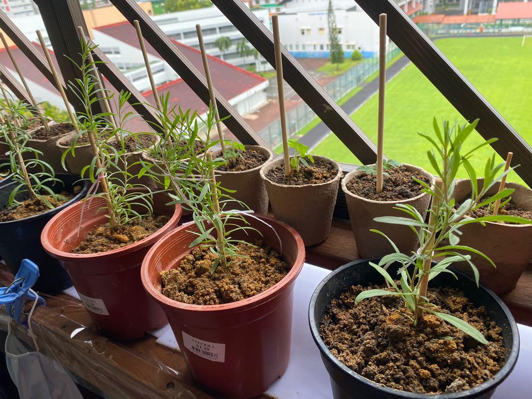 Black Goji/wolf berry seedlings for Sale! ( Rare plants), Furniture ...