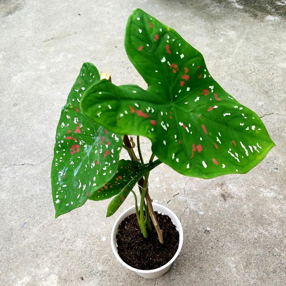 Caladium Florida Clown polka dot plant, Furniture & Home Living ...