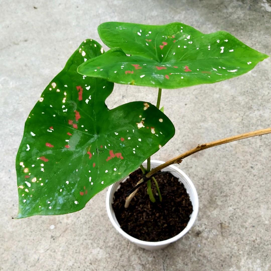 Caladium Florida Clown polka dot plant, Furniture & Home Living ...