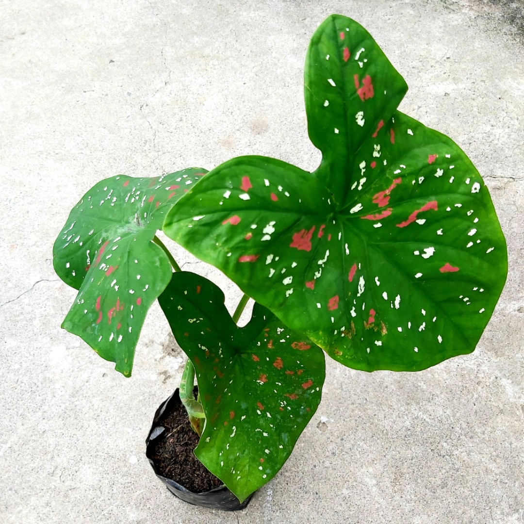 Caladium Florida Clown polka dot plant, Furniture & Home Living ...