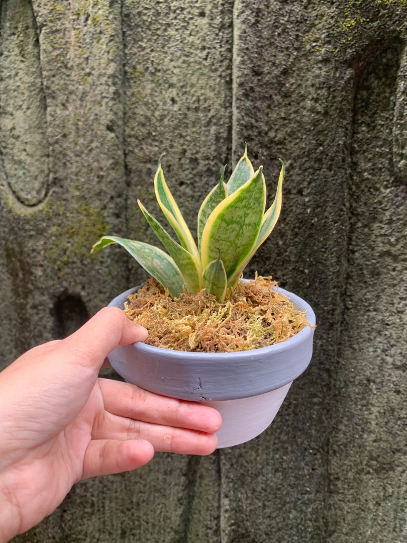 Dwarf Snake Plant, Furniture & Home Living, Gardening, Plants & Seeds ... Dwarf Snake Plant, Furniture & Home Living, Gardening, Plants & Seeds ...