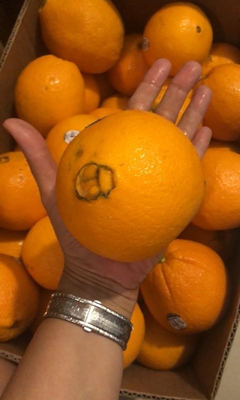 Sagada Orange, Food & Drinks, Fresh Produce on Carousell