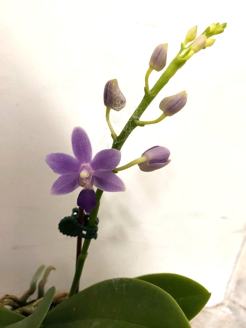 Phal. Summer Rose Blue Star Orchid, Furniture & Home Living, Home Decor ...