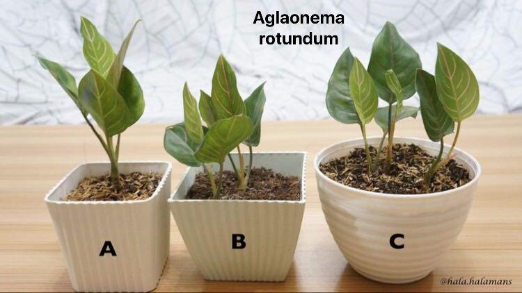 Aglaonema rotundum, Furniture & Home Living, Gardening, Plants & Seeds ...