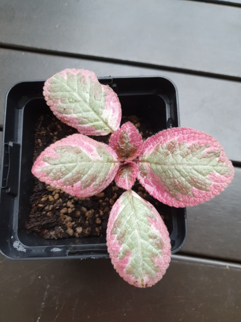 Episcia 'Cleopatra', Furniture & Home Living, Gardening, Plants & Seeds ...