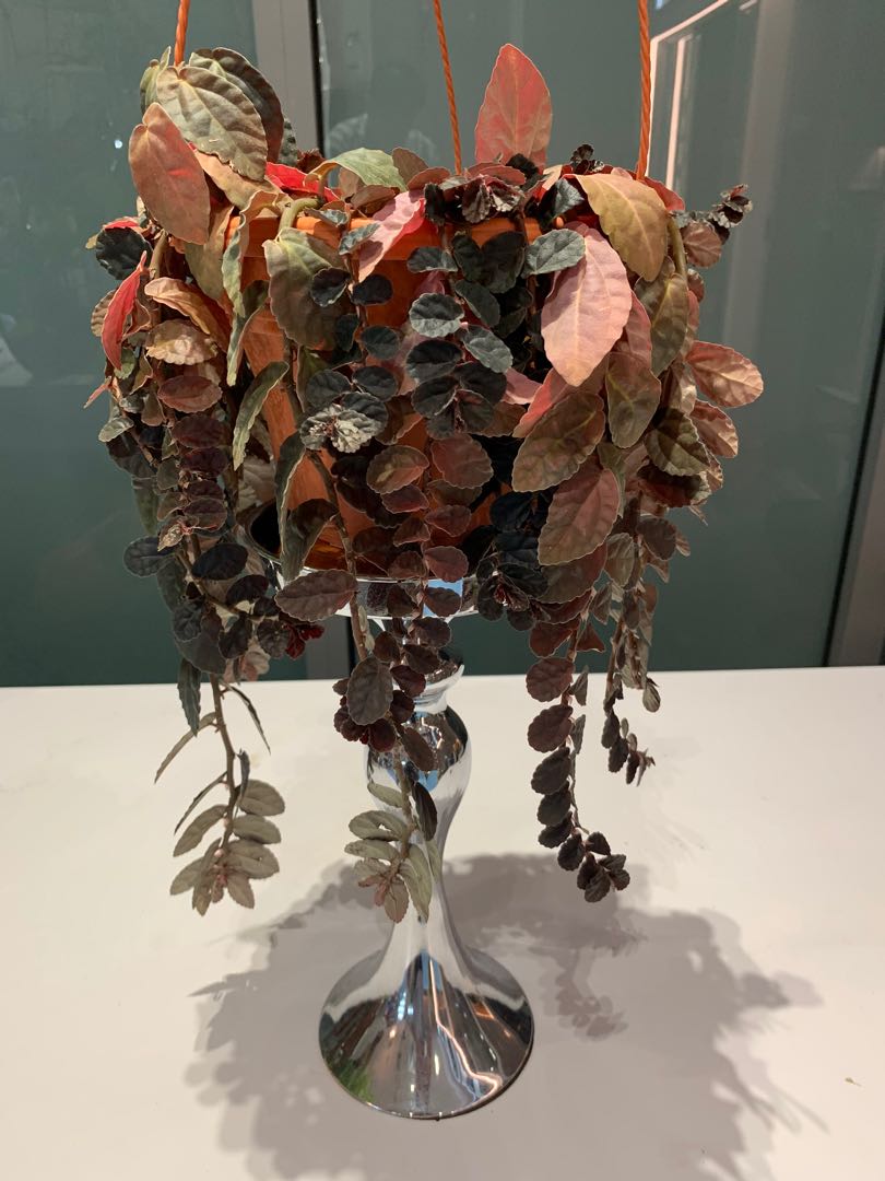 Pellonia repens, Furniture & Home Living, Gardening, Plants & Seeds on ...