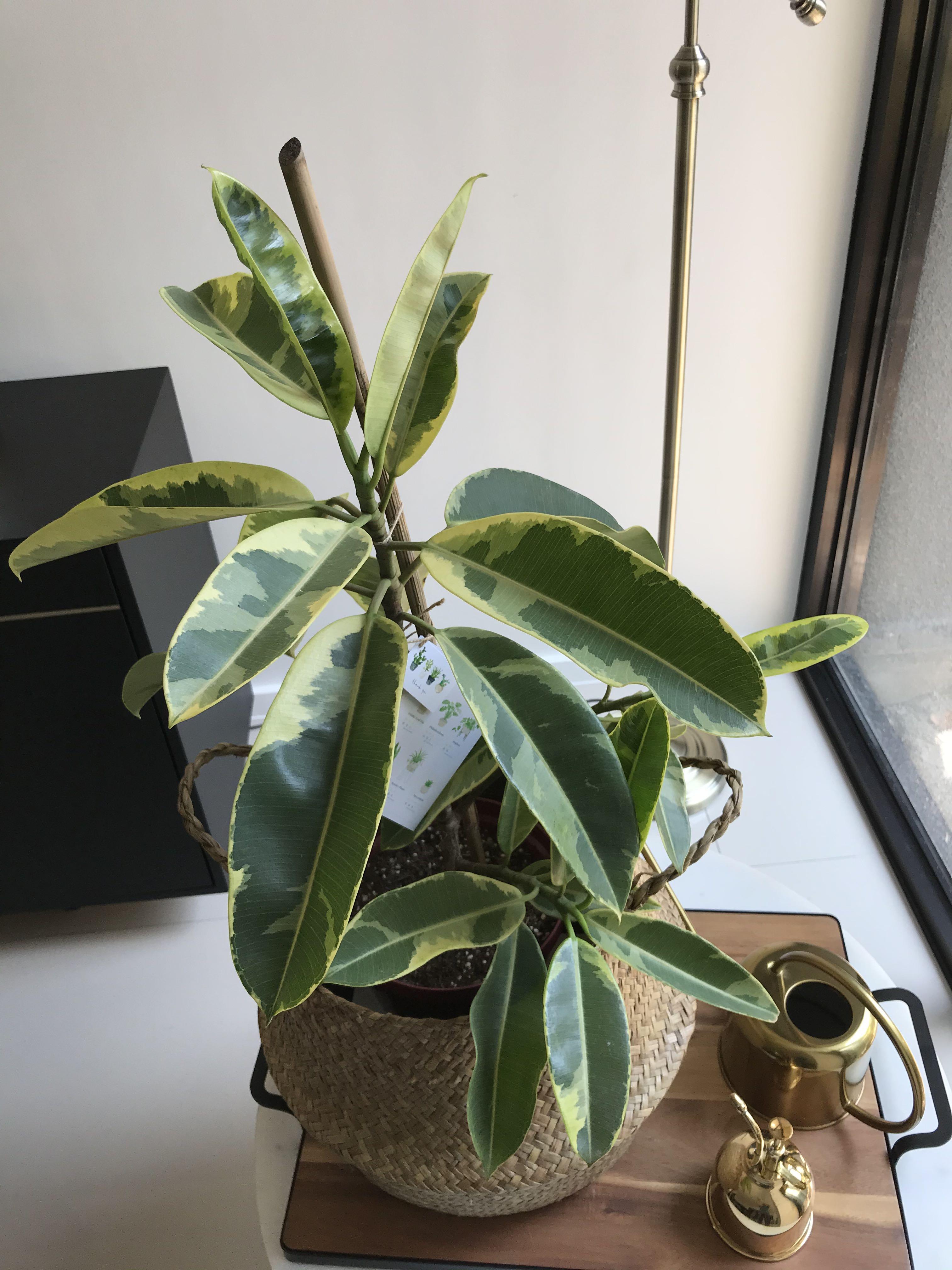 Rubber Tree / Rubber Plant Ficus Elastica Variegated Tineke Doescheri ...