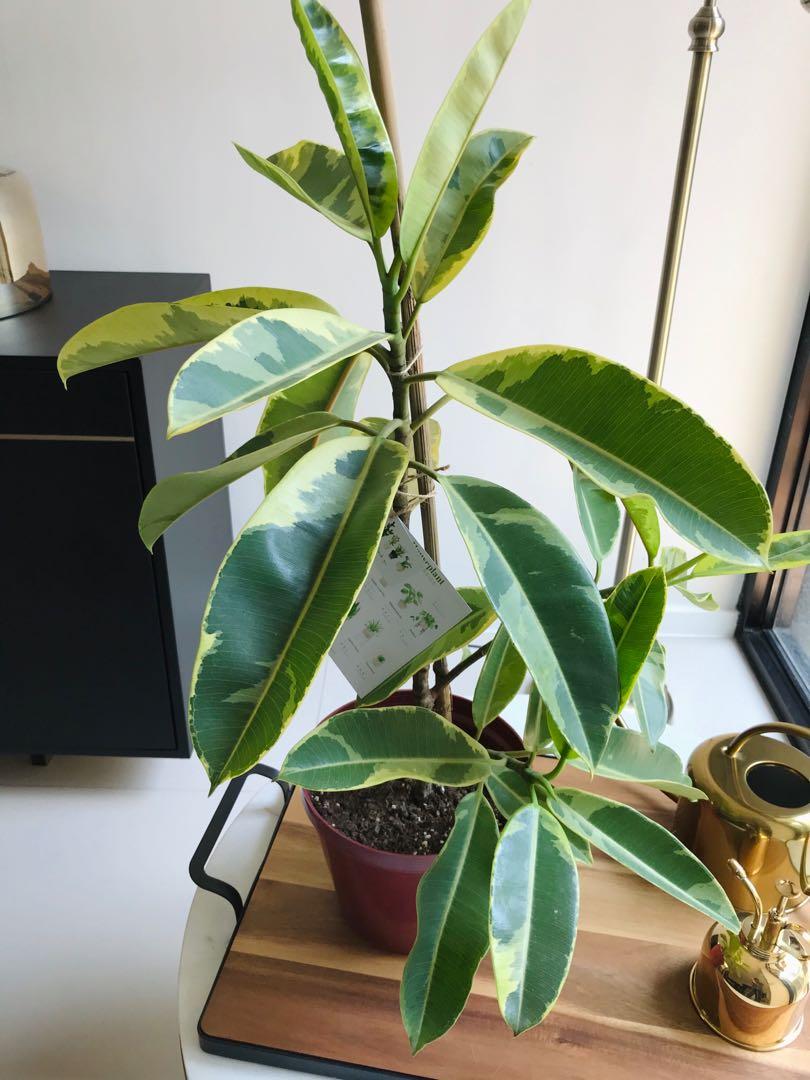 Rubber Tree / Rubber Plant Ficus Elastica Variegated Tineke Doescheri ...