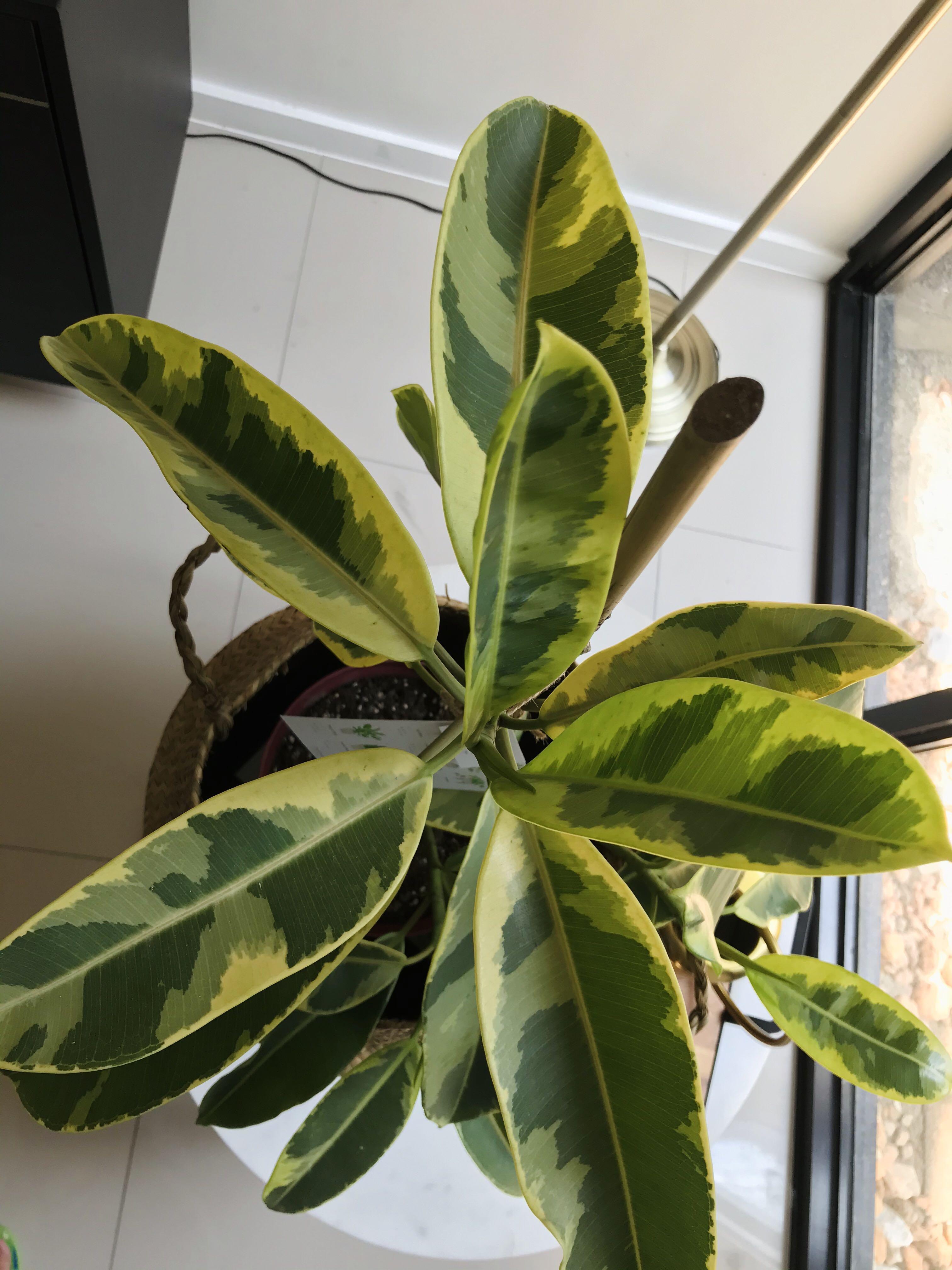 Rubber Tree / Rubber Plant Ficus Elastica Variegated Tineke Doescheri ...