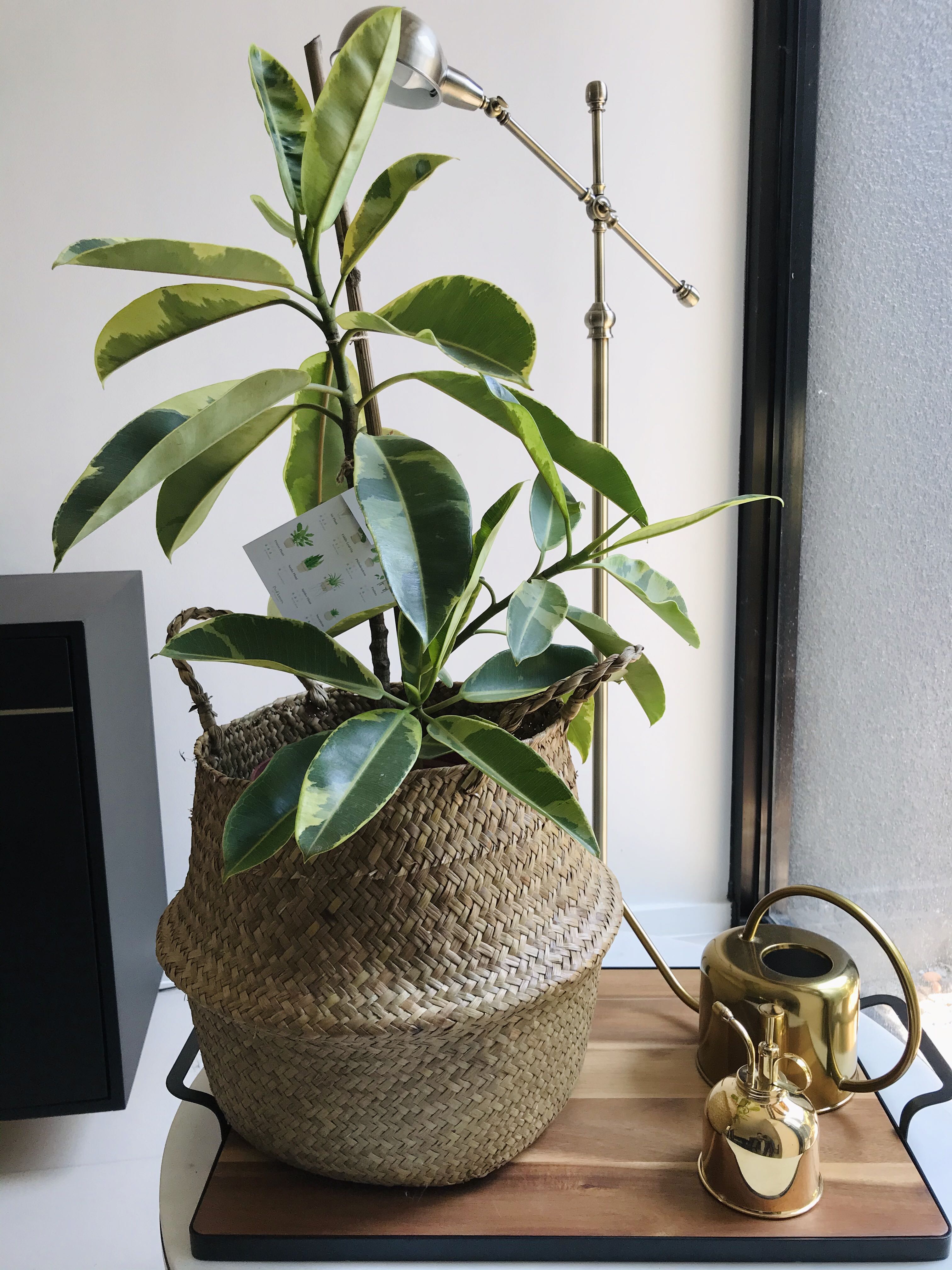 Rubber Tree / Rubber Plant Ficus Elastica Variegated Tineke Doescheri ...