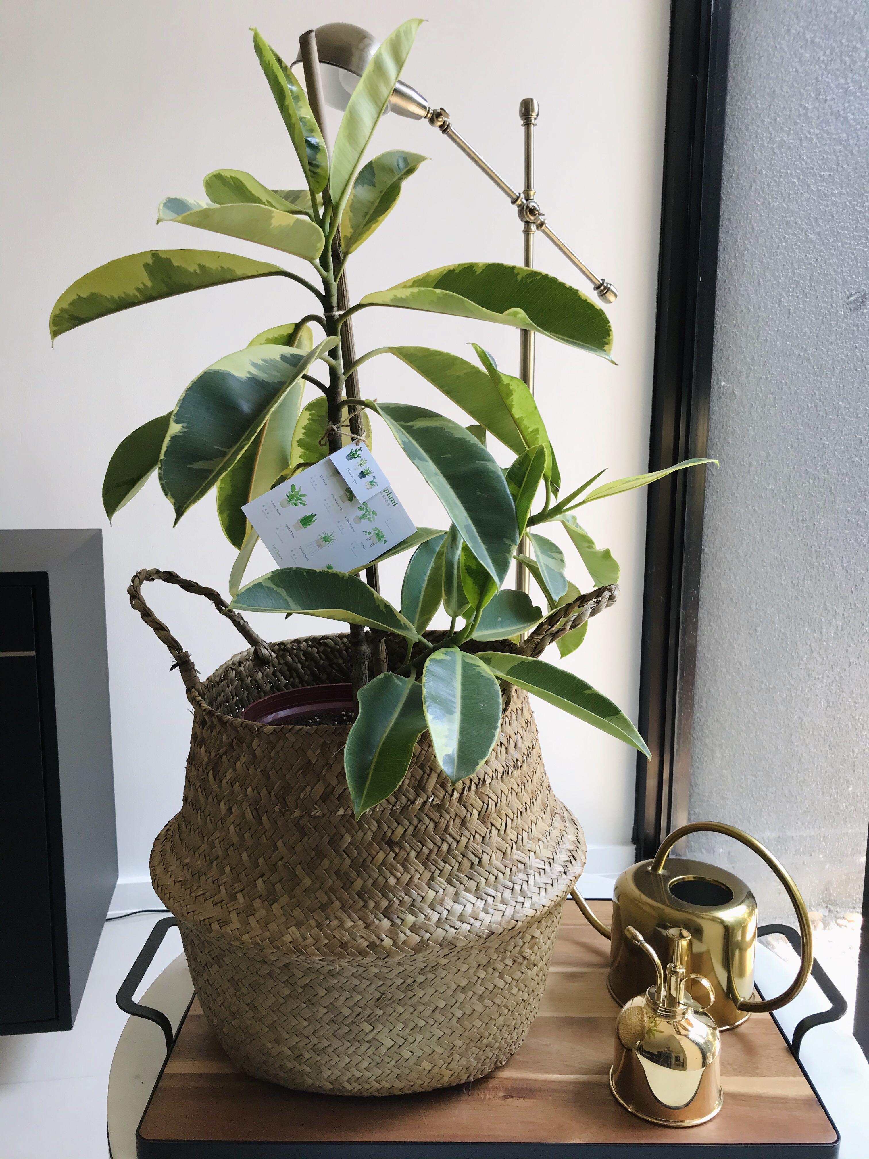Rubber Tree / Rubber Plant Ficus Elastica Variegated Tineke Doescheri ...
