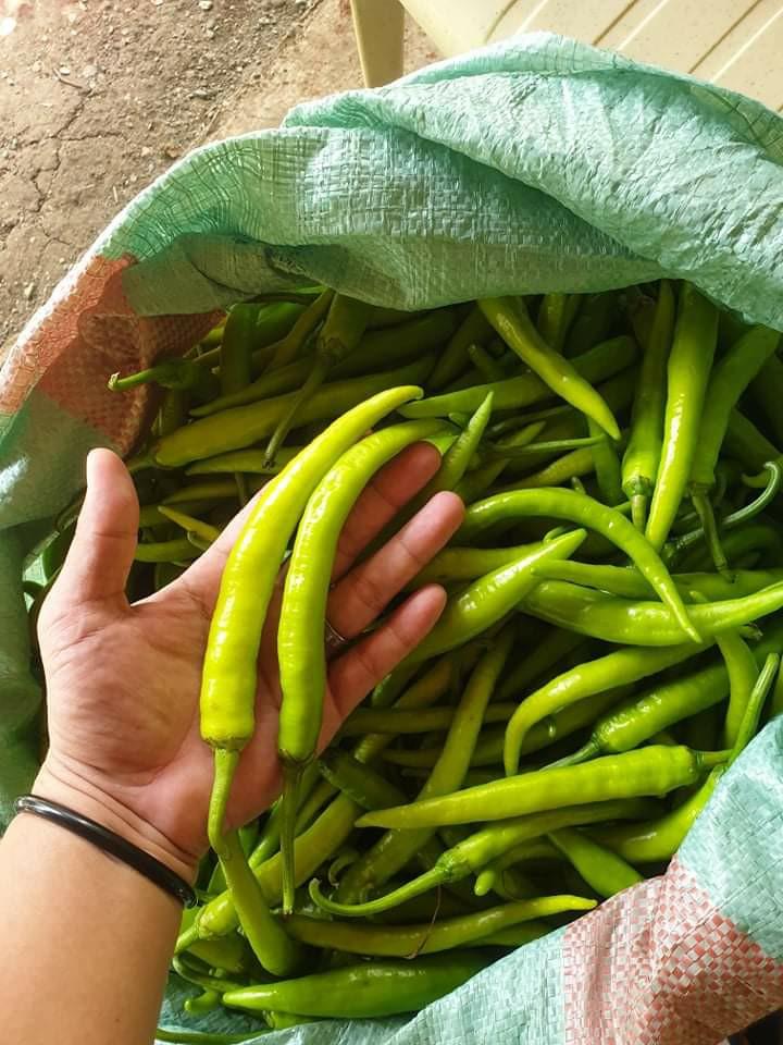 SILING PANG SIGANG FROM NUEVA ECIJA, Food & Drinks, Fresh Produce on ...