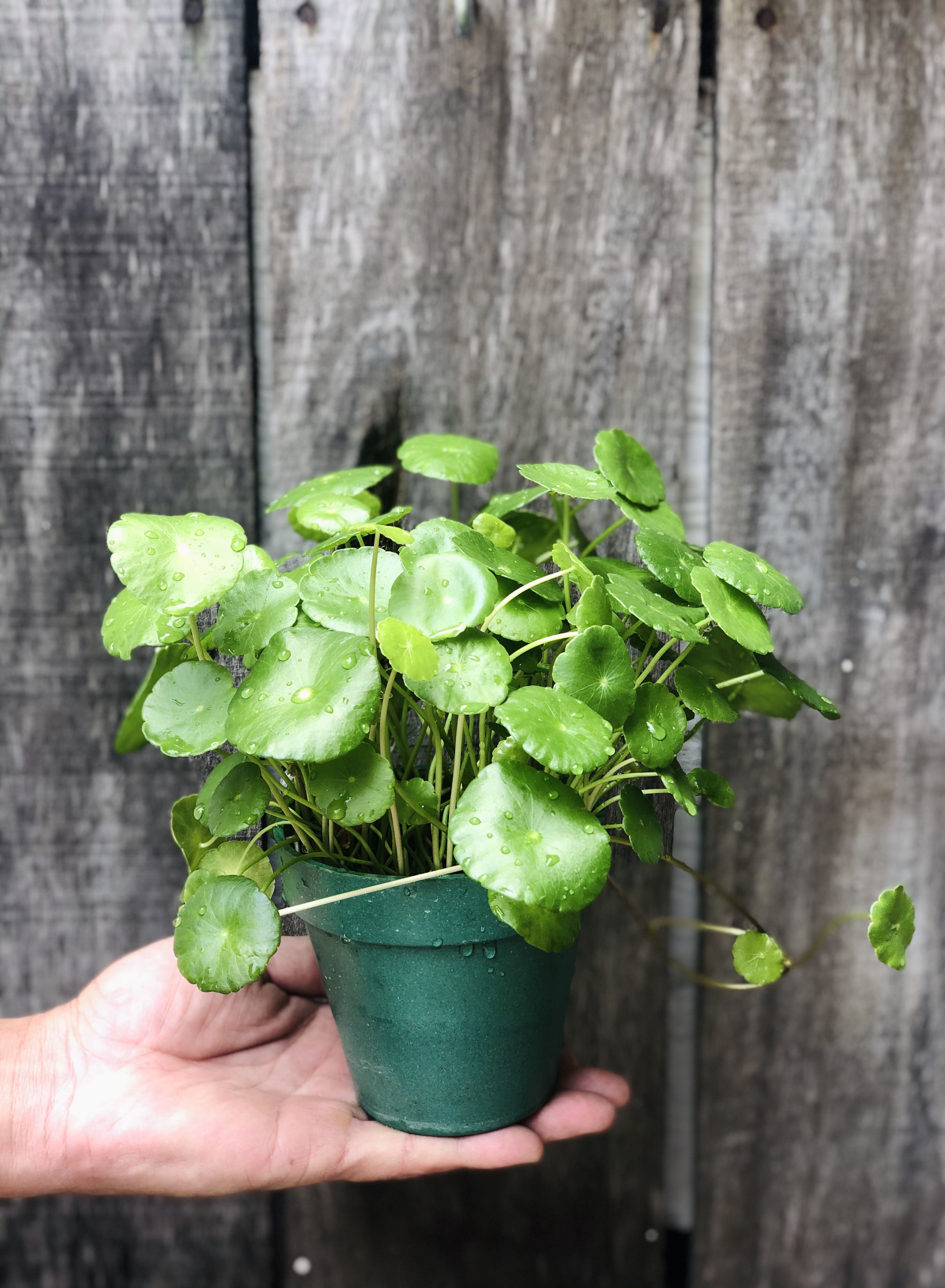 Hydrocotyle Vulgaris, Furniture & Home Living, Gardening, Garden Soil ...