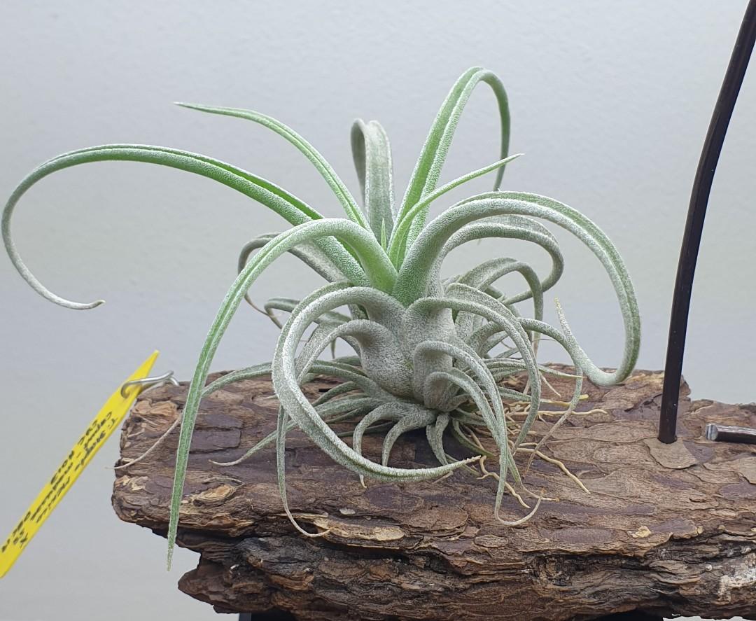 CYC #013 T. streptophylla Mexico x T. Caput-medusae Sonoran Snow ...