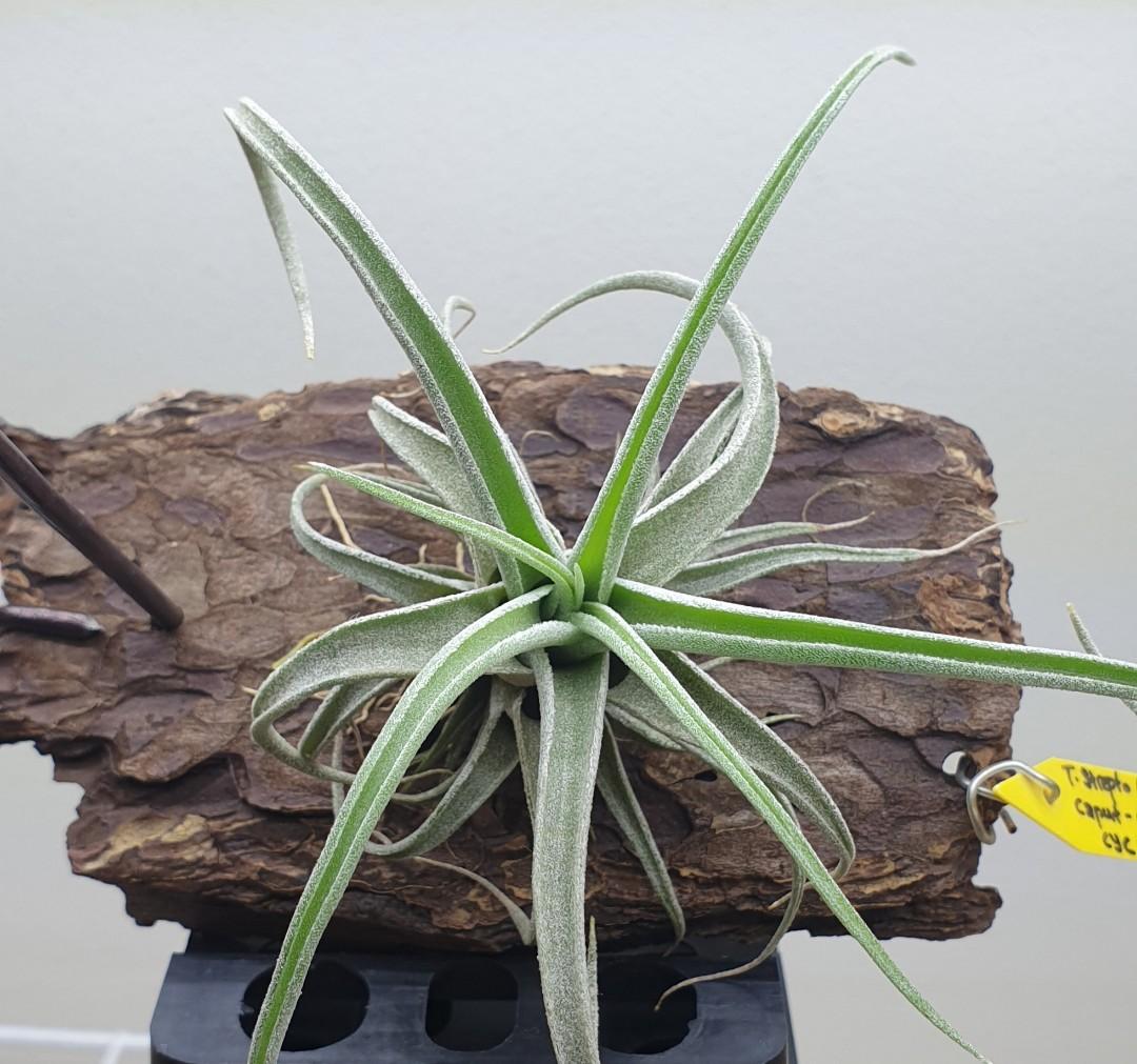 CYC #013 T. streptophylla Mexico x T. Caput-medusae Sonoran Snow ...