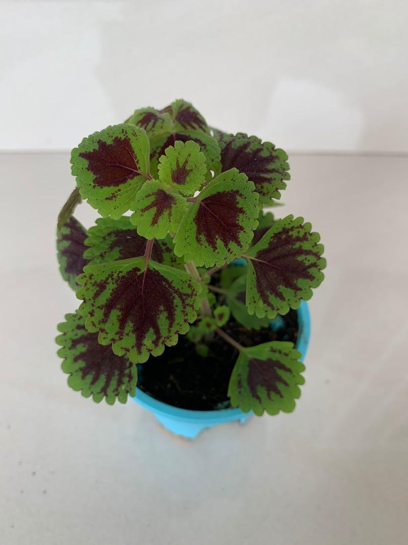 Mini coleus, Furniture & Home Living, Gardening, Plants & Seeds on ...