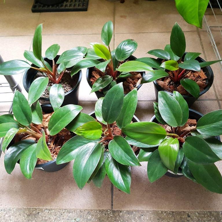 Philodendron Dwarf Red Congo - LARGE, Furniture & Home Living ...