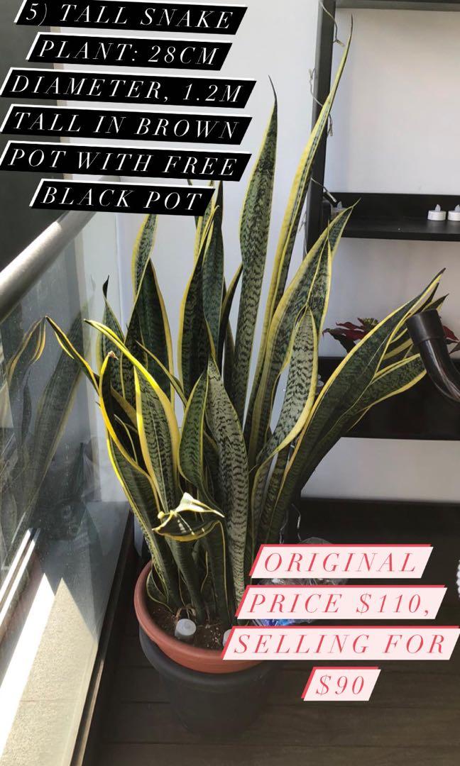 Tall snake plant!, Furniture & Home Living, Gardening, Plants & Seeds ...