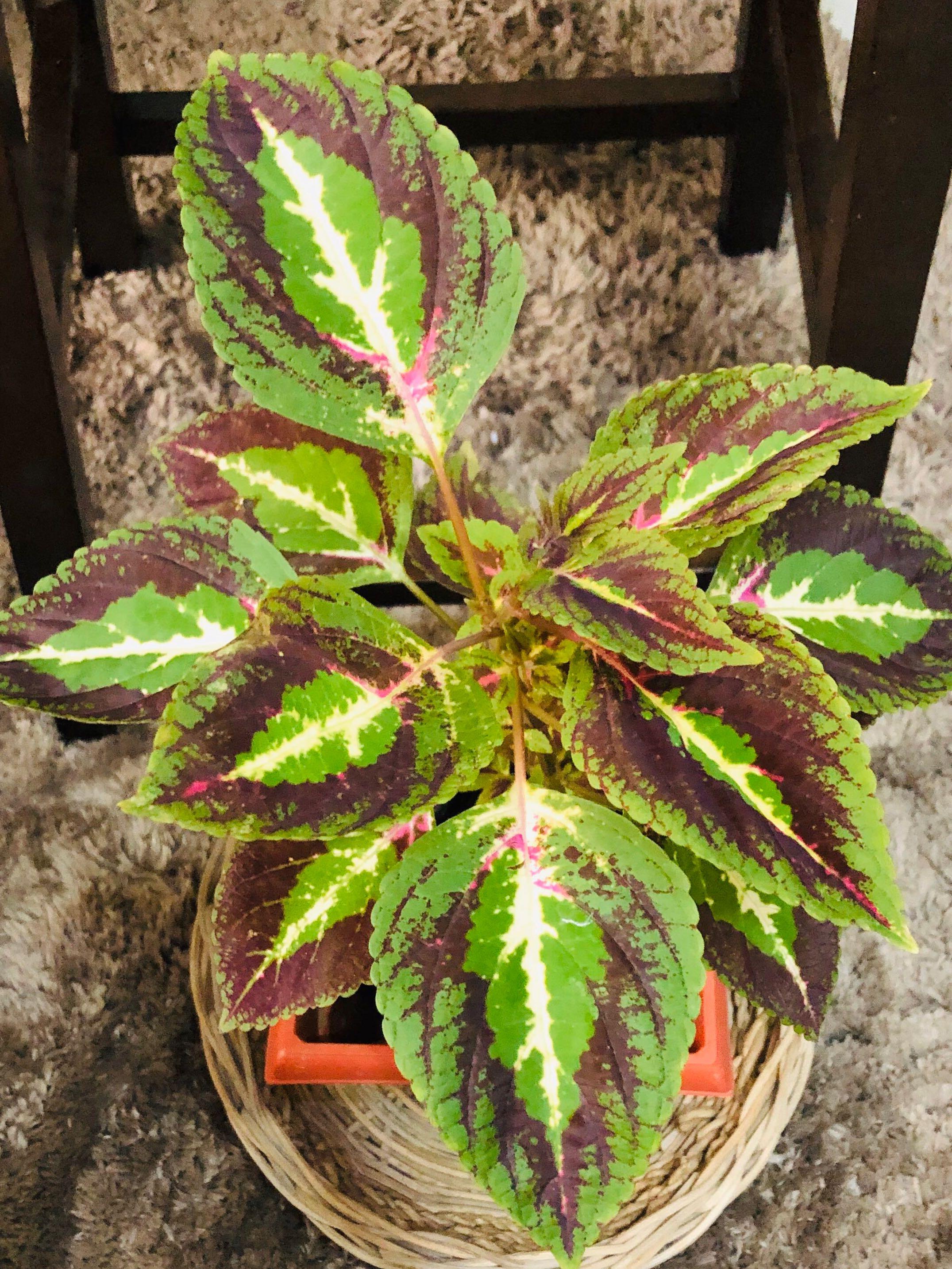 Wizard Mix Coleus / Mayana Plant, Furniture & Home Living, Gardening ...