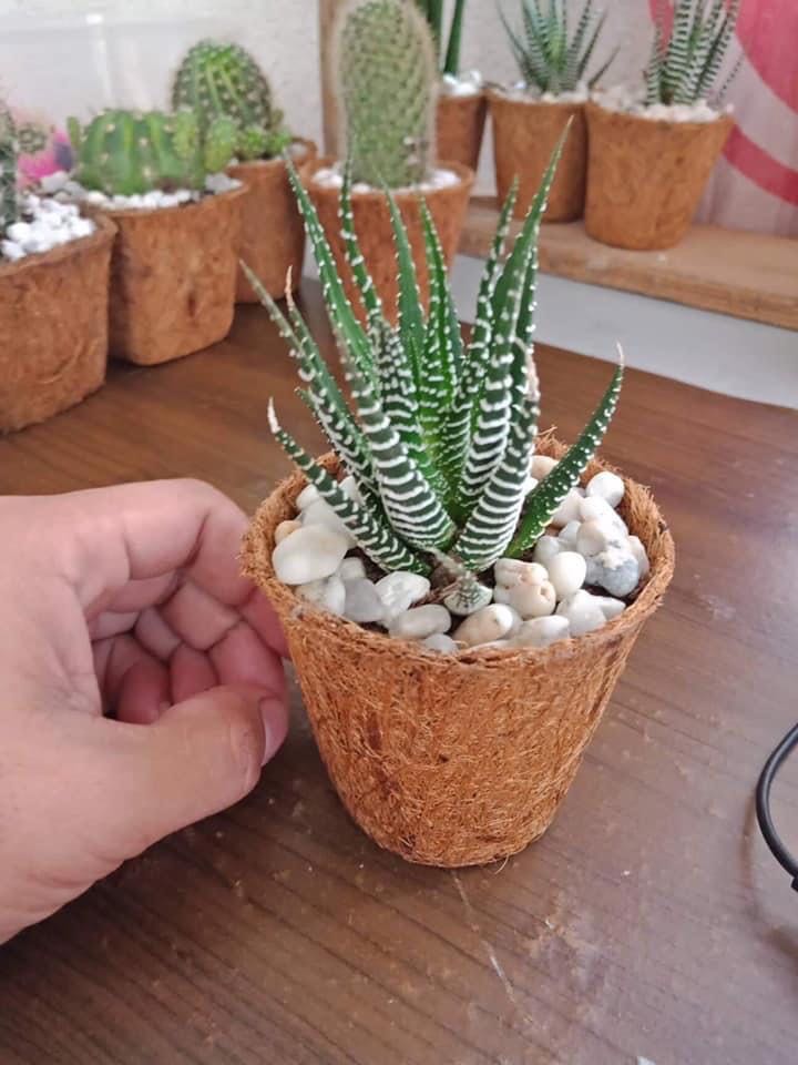 Coco pot for cactus and succulents (set of 6), Furniture & Home Living ...