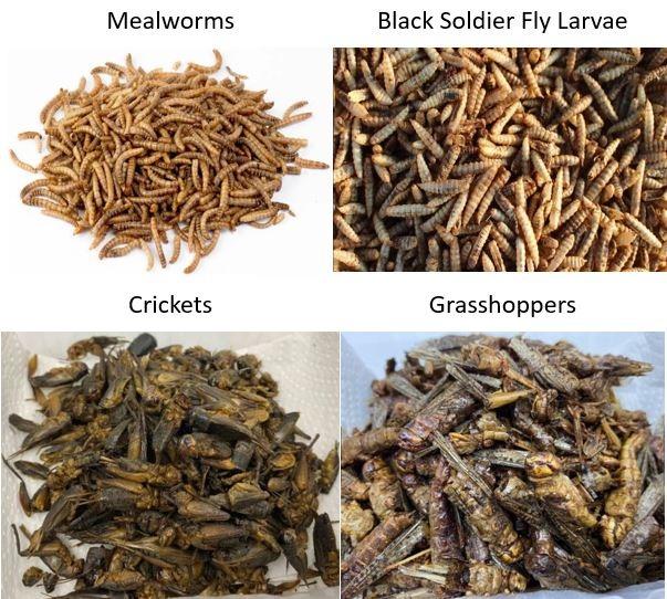 Dried Insect Packs - Hamsters / Birds / Fish Food (Mealworms, Black ...
