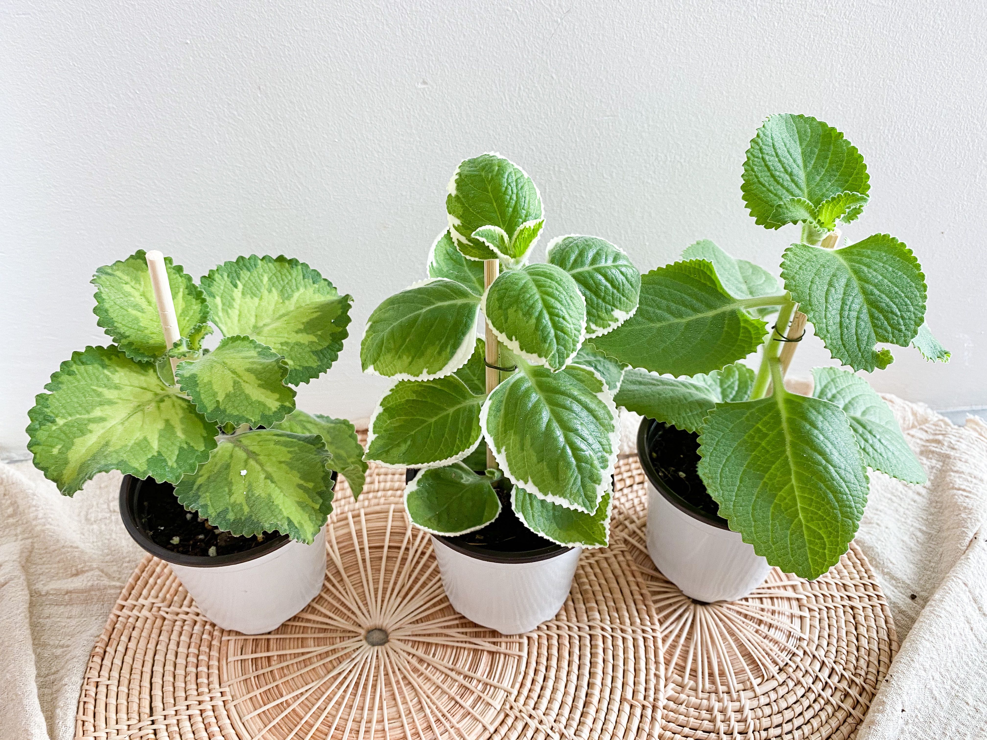 3in1 Set Off Mexican Mint Indian Borage Furniture Home Living