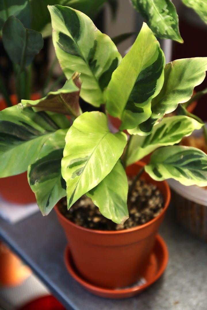 [사전예약] Calathea liezei ' Thai Beauty ' : 네이버 블로그