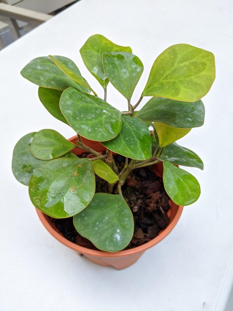 Ficus gold coin, Furniture & Home Living, Gardening, Plants & Seeds on ...