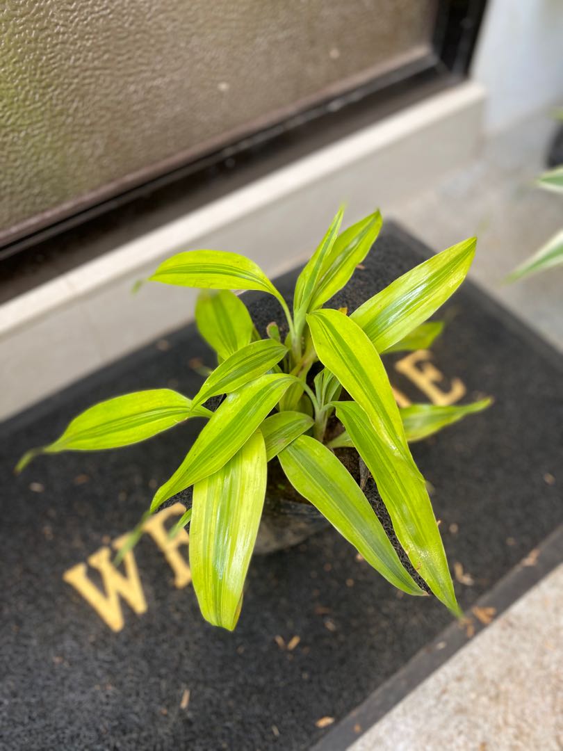 Variegated fortune plant, Furniture & Home Living, Gardening, Plants ...