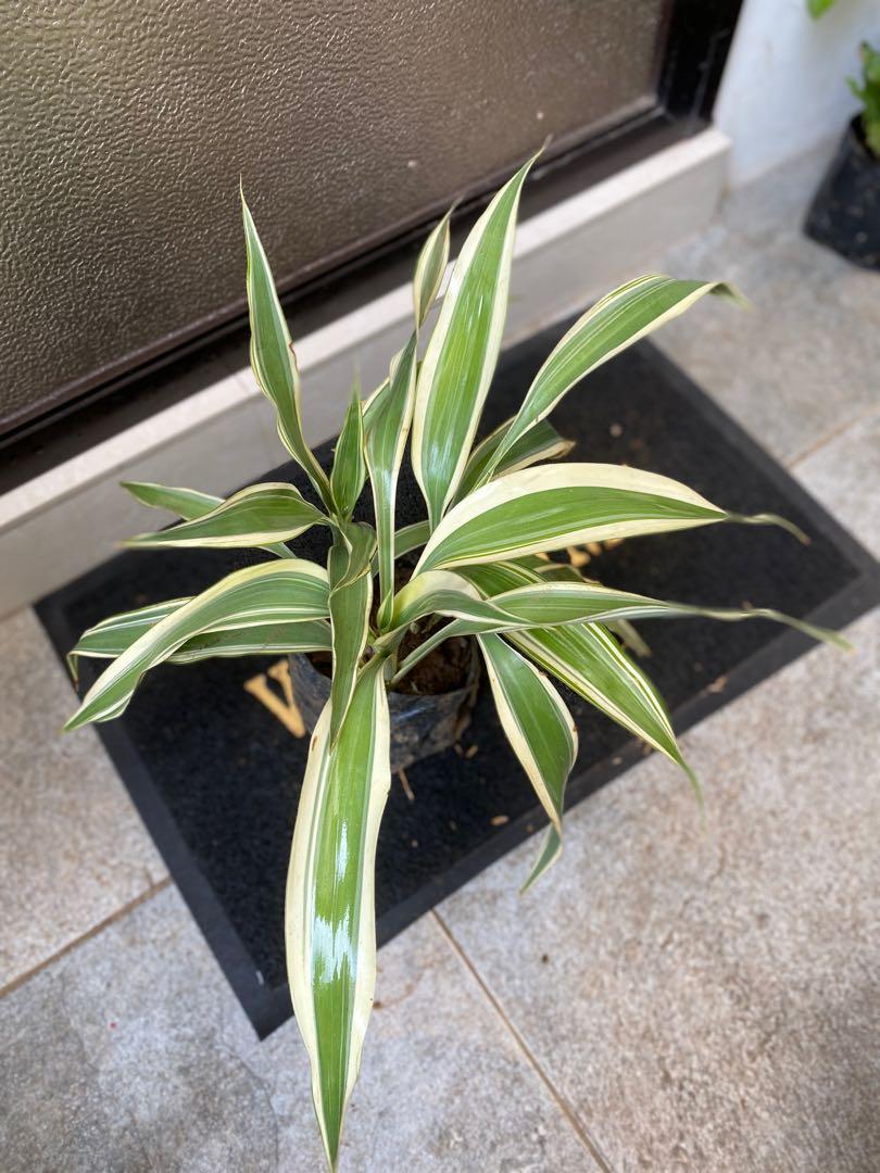 Variegated Fortune Plant Dracaena, Furniture & Home Living, Gardening ...