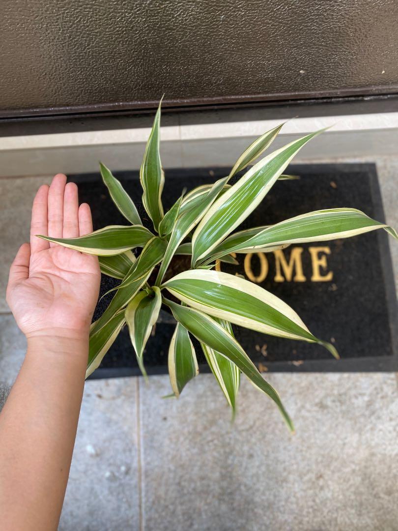 Variegated Fortune Plant Dracaena, Furniture & Home Living, Gardening ...