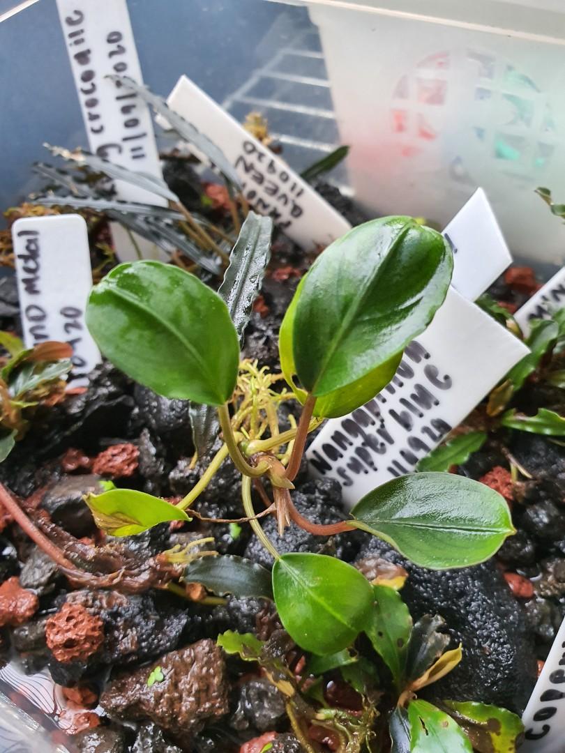 Bucephalandra Super blue, Furniture & Home Living, Gardening, Plants ...