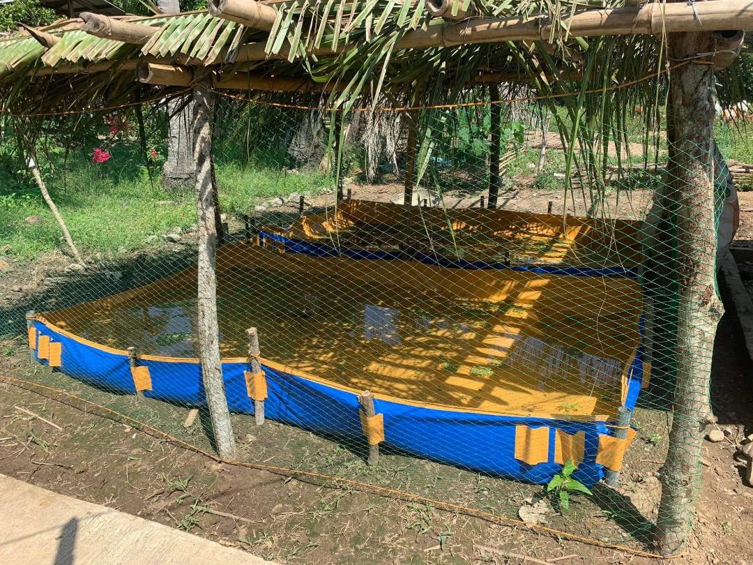 Customize Azolla pond/ Fishpond/ Fishtank/ Circular., Everything Else ...