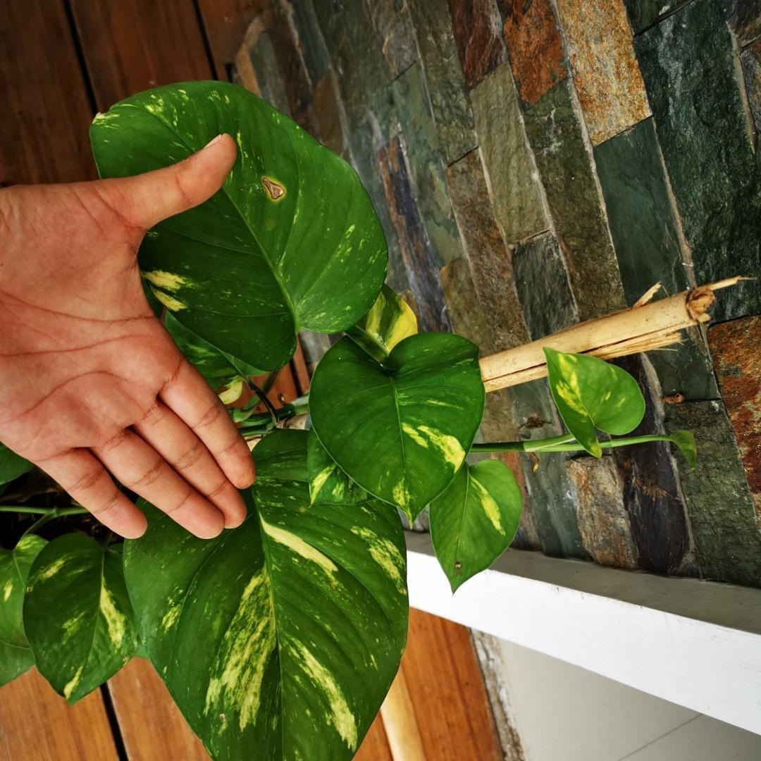 Golden pothos giant/trailing/climbing plants, Furniture & Home Living ...