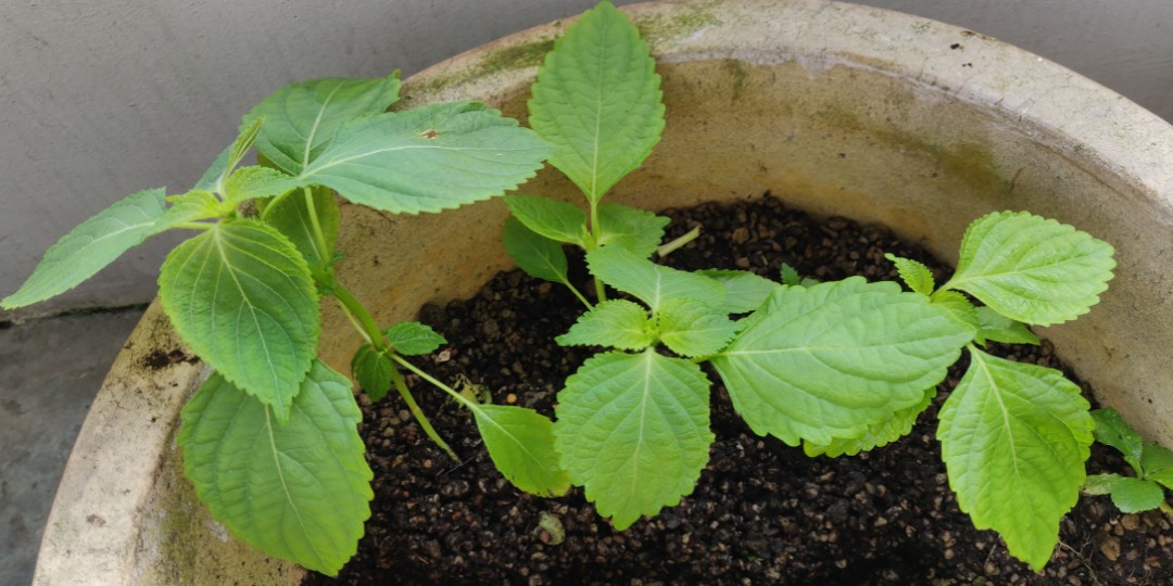 Korean shiso or japanese shiso perilla Kkaenip/Ggaenip plants ...