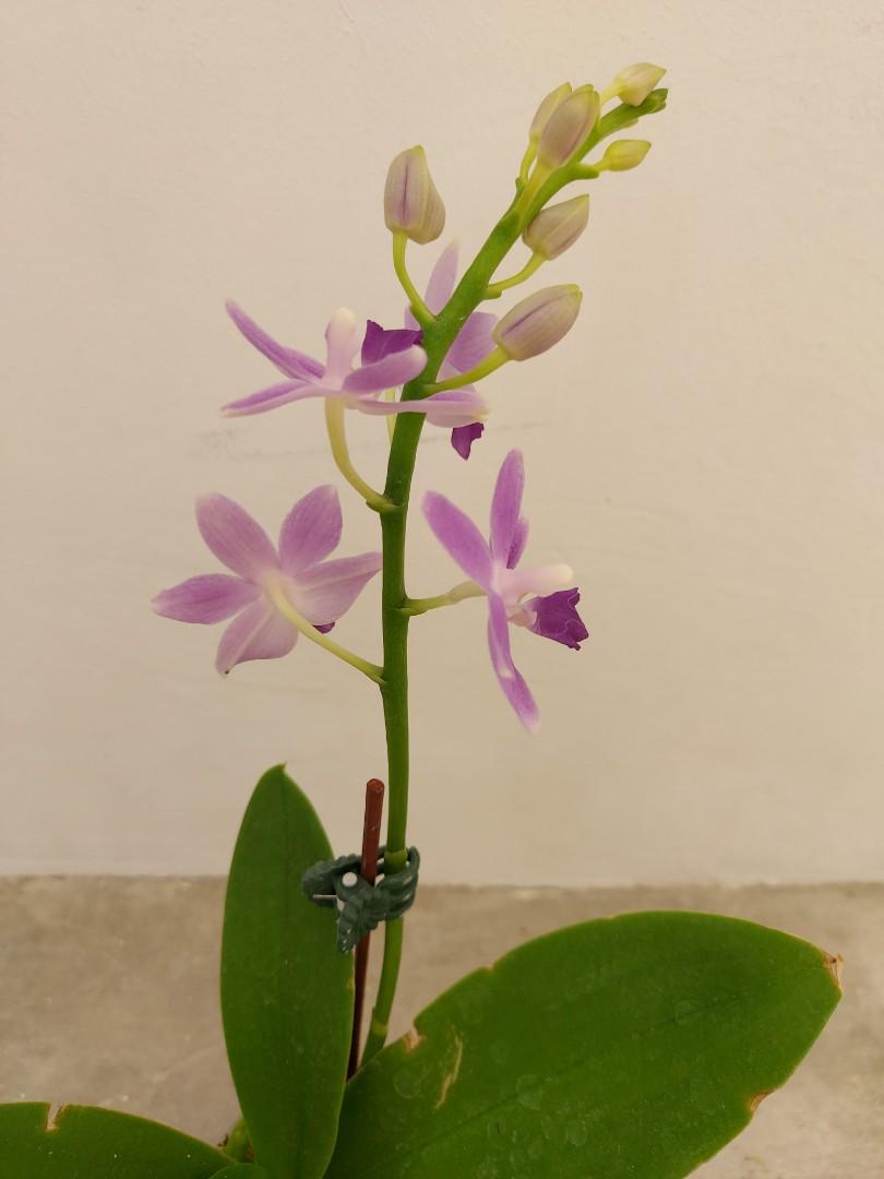 Phal. Summer Rose Blue Star Orchid, Furniture & Home Living, Home Decor ...