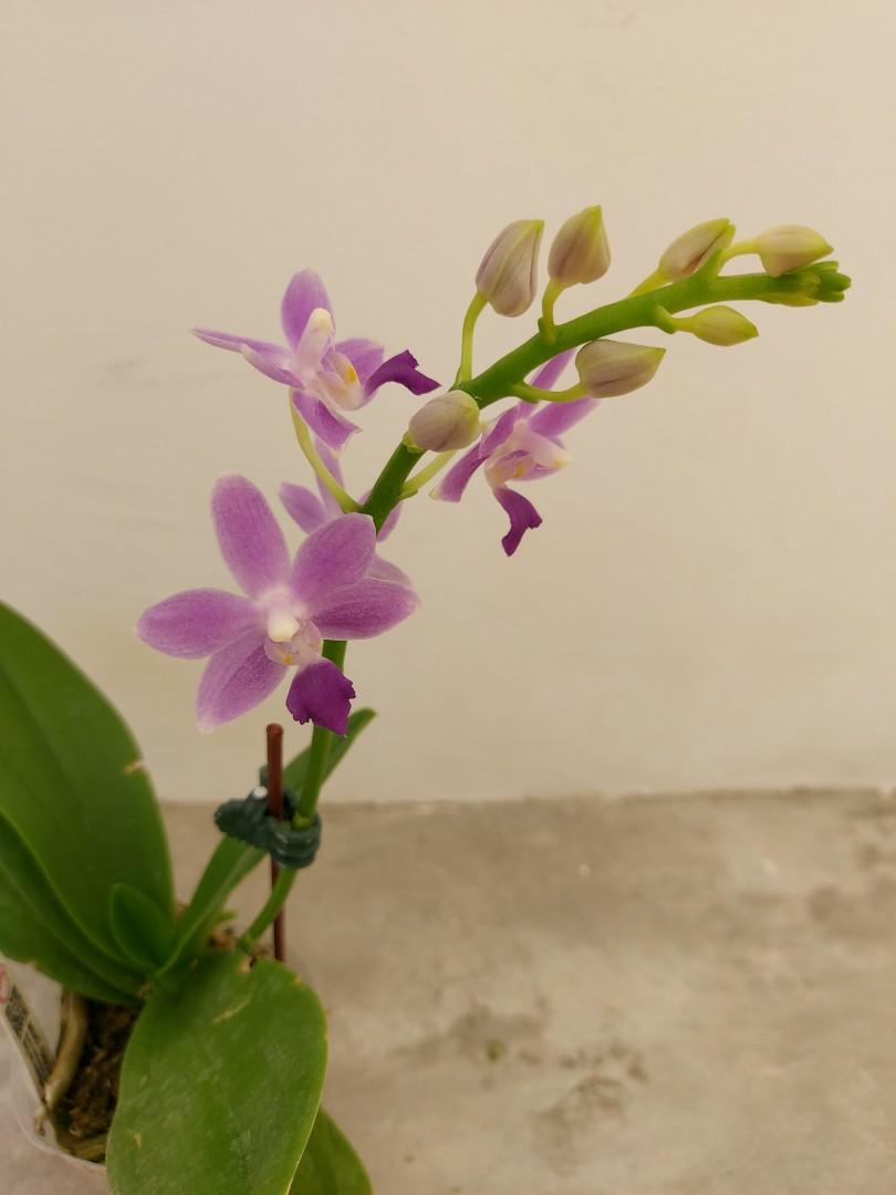 Phal. Summer Rose Blue Star Orchid, Furniture & Home Living, Home Decor ...