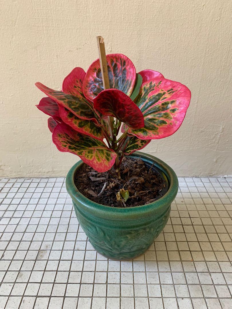10 Types Of Croton/ Codiaeum Variegatum Varieties With, 53% OFF