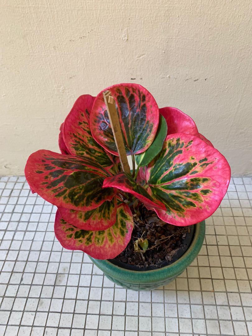Rare Croton Red Apple, Furniture & Home Living, Gardening, Plants ...