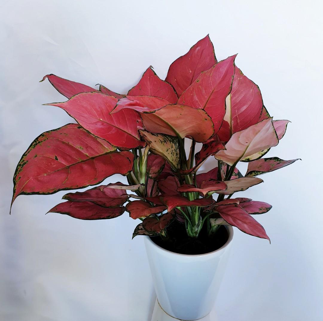 [W/Pot] Aglaonema Red Master, Furniture & Home Living, Gardening ...