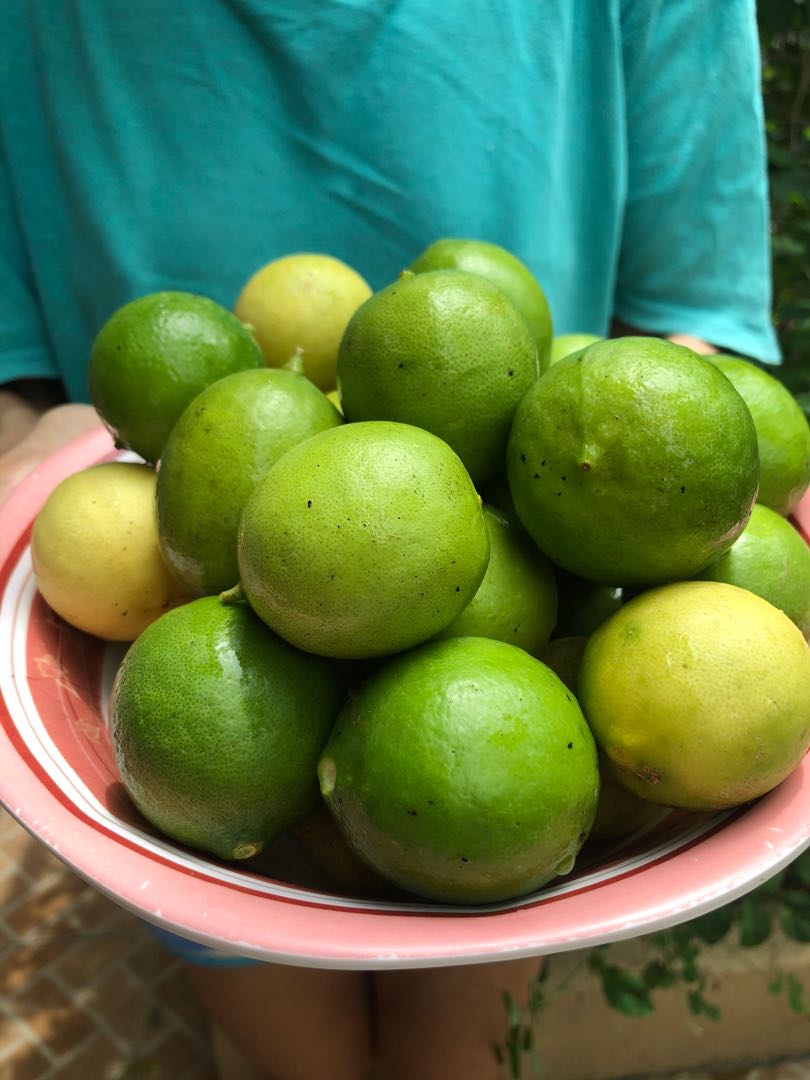 Freshly picked dayap or key limes, Food & Drinks, Fresh Produce on ...