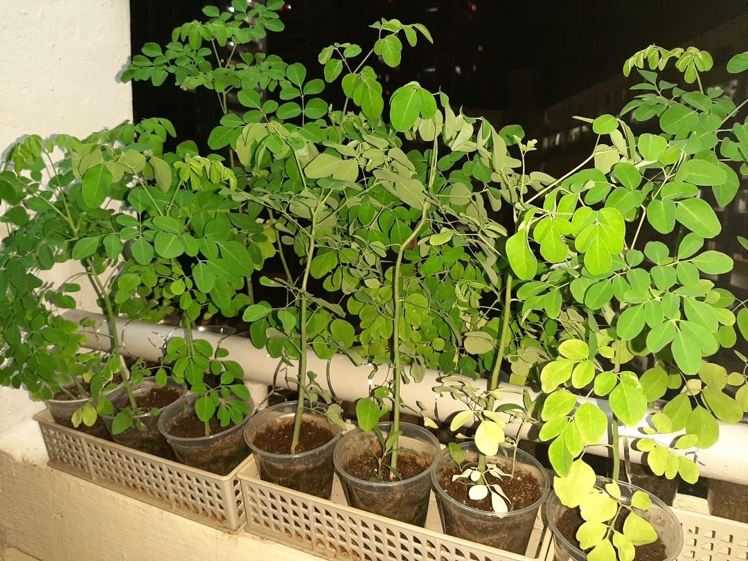 Moringa Tree Saplings, Furniture & Home Living, Gardening, Plants ...