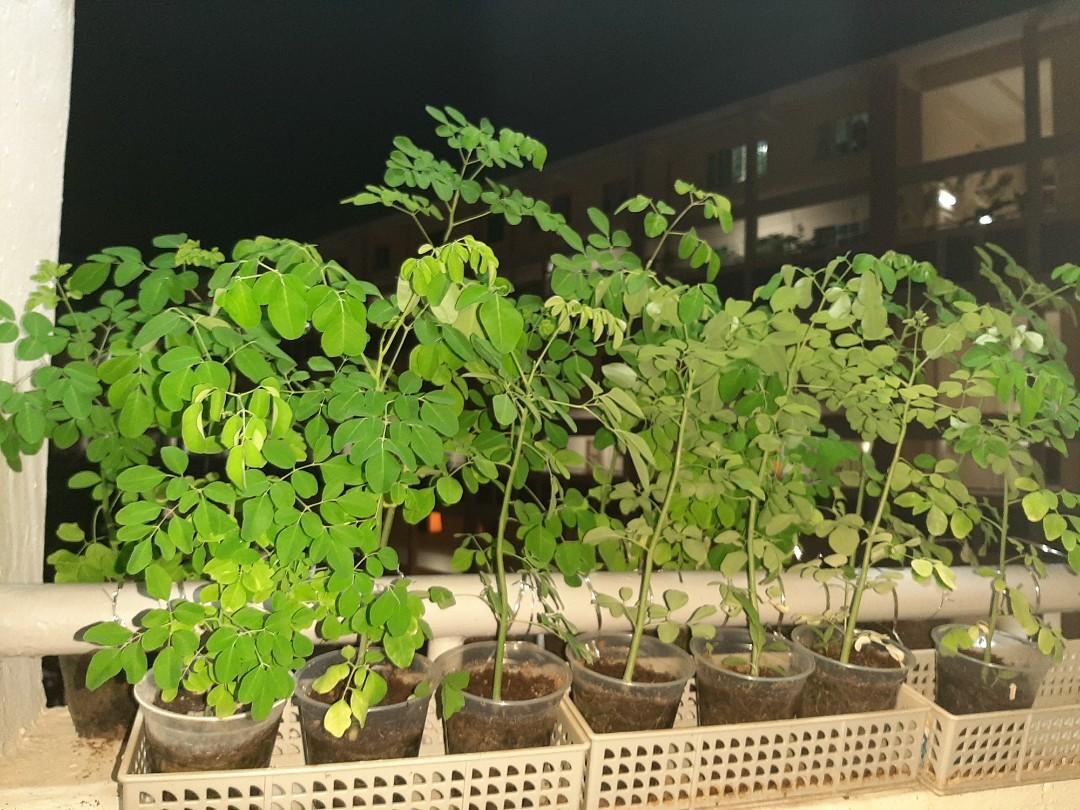 Moringa Tree Saplings, Furniture & Home Living, Gardening, Plants ...