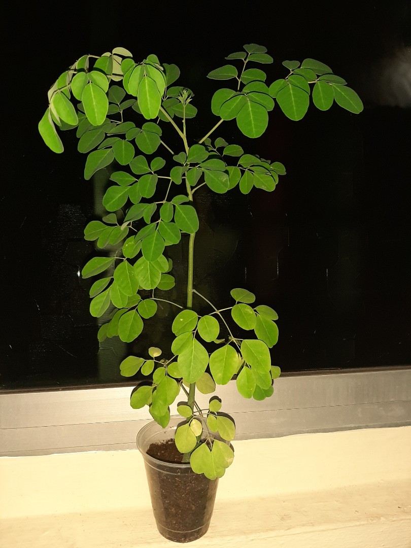 Moringa Tree Saplings, Furniture & Home Living, Gardening, Plants ...