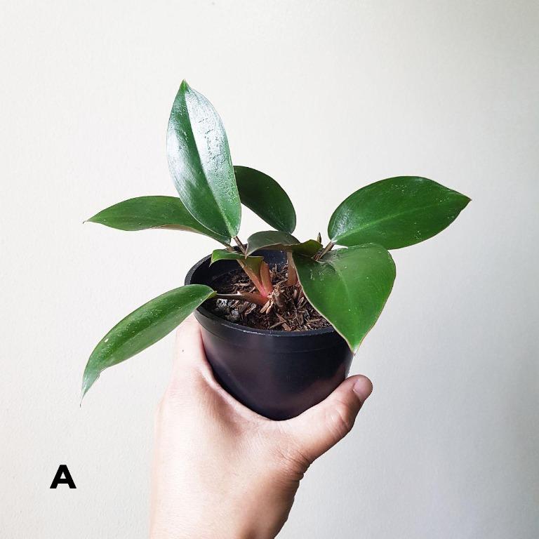 Philodendron Dwarf Red Congo - MEDIUM, Furniture & Home Living ...