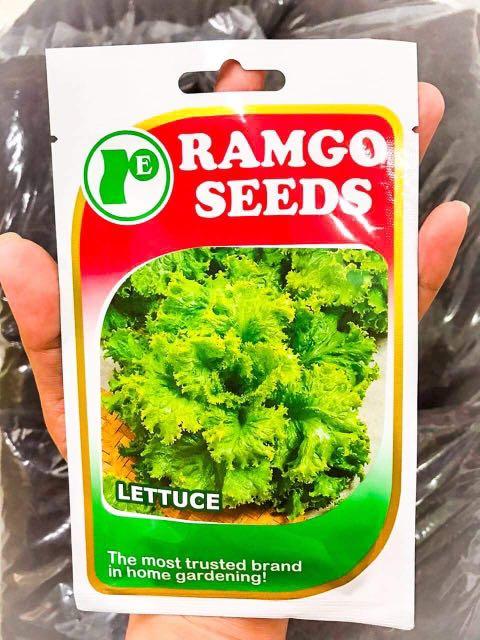 Ramgo Lettuce Black Simpson Seeds, Furniture & Home Living, Gardening ...
